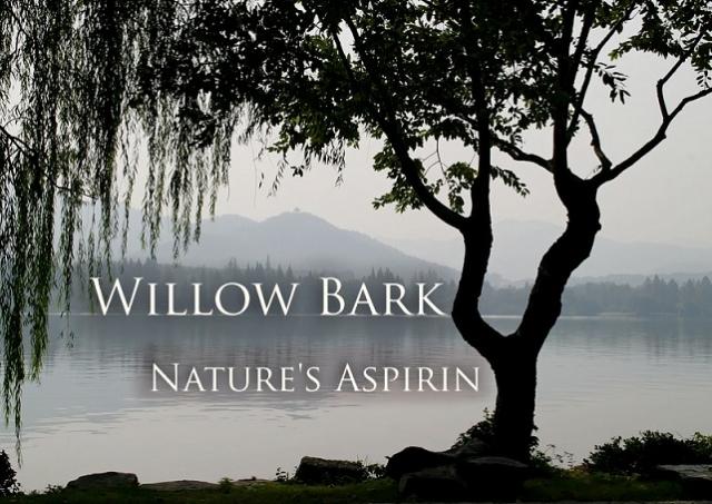 Willow Bark: Nature’s Aspirin | Real Time Pain Relief